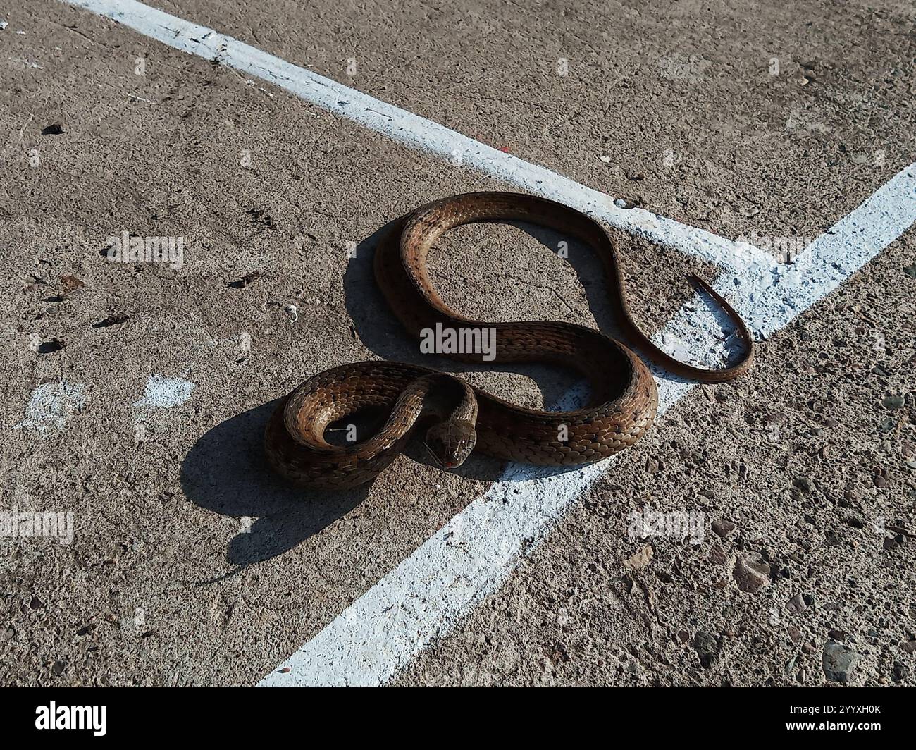 West Coast Garter Snake (Thamnophis validus Stock Photo - Alamy