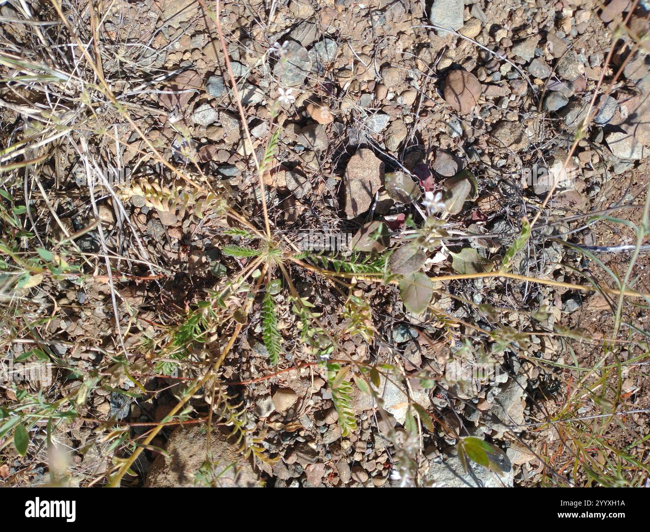 howell's horkelia (Horkelia howellii Stock Photo - Alamy