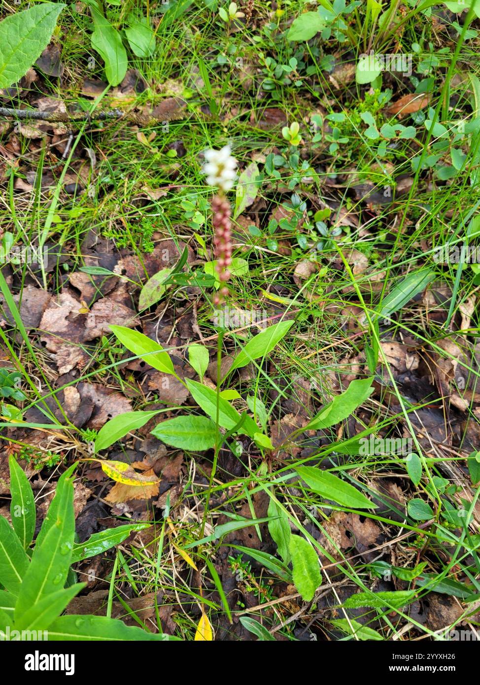 alpine bistort (Bistorta vivipara Stock Photo - Alamy