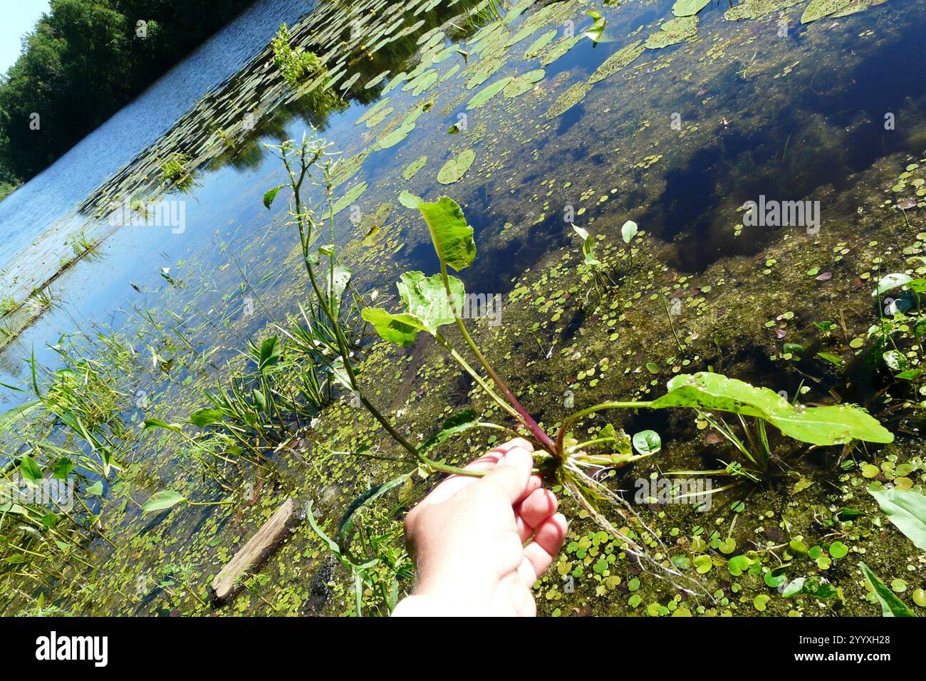 Amphibious Yellowcress (Rorippa amphibia Stock Photo - Alamy