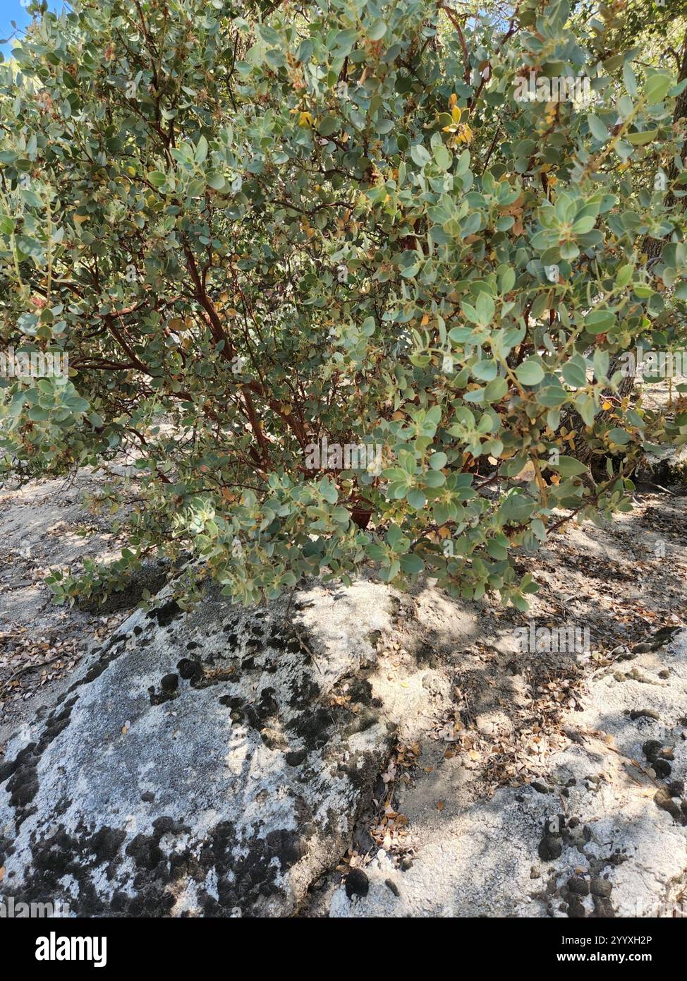 Pringle's manzanita (Arctostaphylos pringlei Stock Photo - Alamy
