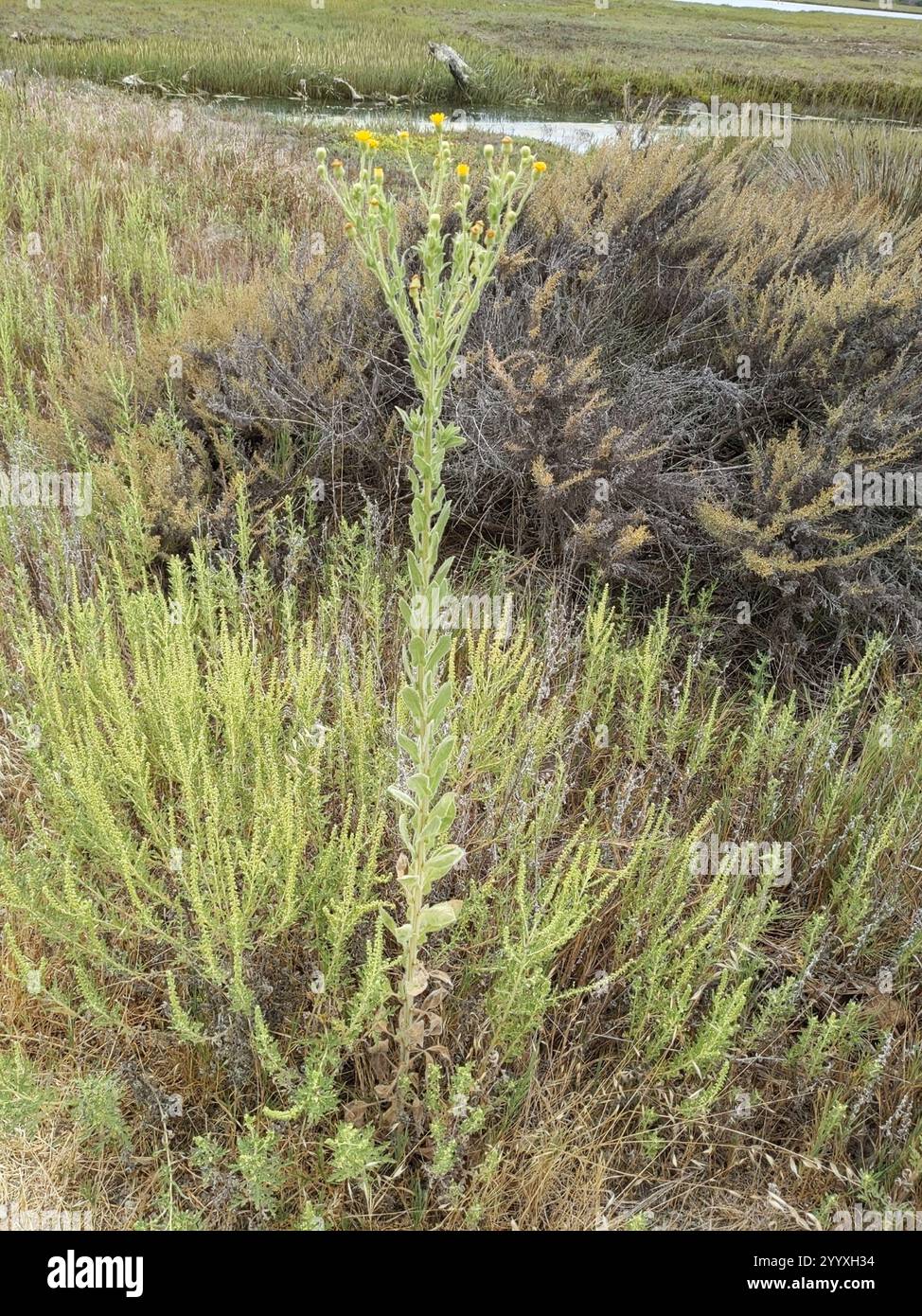 Telegraphweed (Heterotheca grandiflora Stock Photo - Alamy