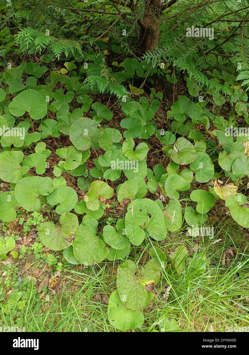 Giant Butterbur (Petasites japonicus Stock Photo - Alamy