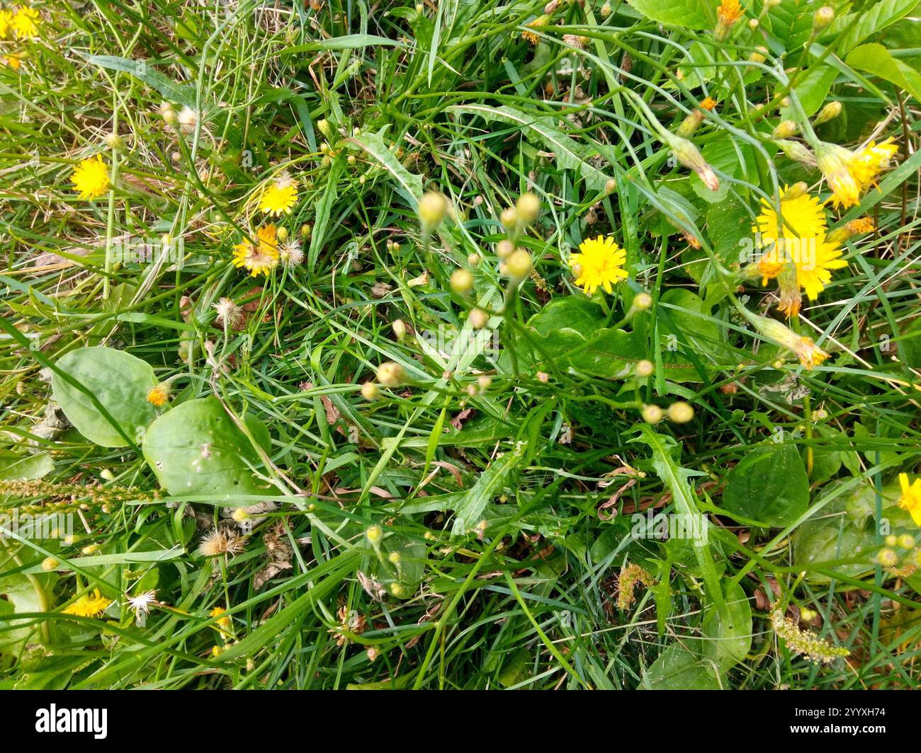 Autumn Hawkbit (Scorzoneroides autumnalis Stock Photo - Alamy