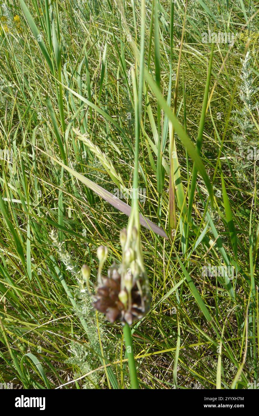 field garlic (Allium oleraceum Stock Photo - Alamy