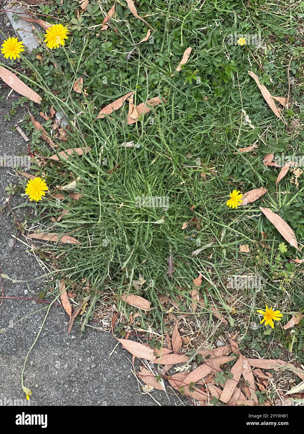 Common Cat's-ear (Hypochaeris radicata Stock Photo - Alamy