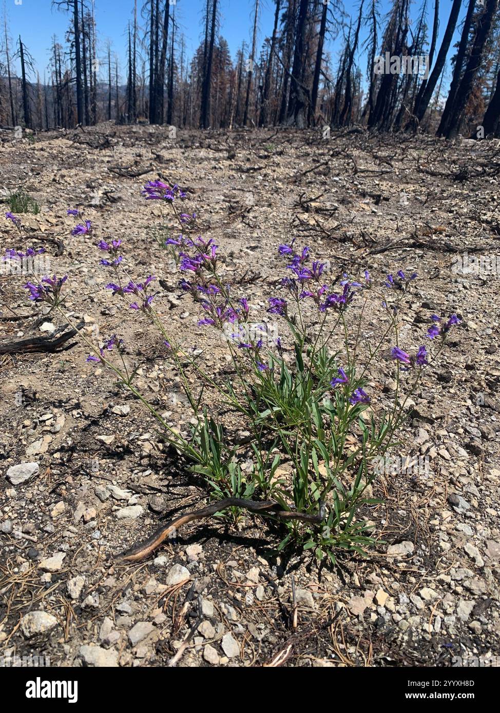 Sierra Penstemon (Penstemon heterodoxus Stock Photo - Alamy