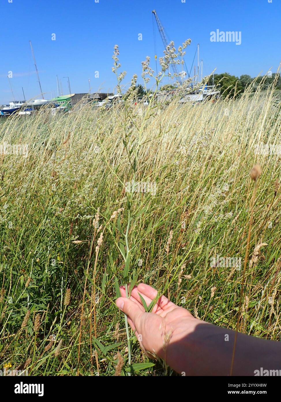 broadleaved pepperweed (Lepidium latifolium Stock Photo - Alamy