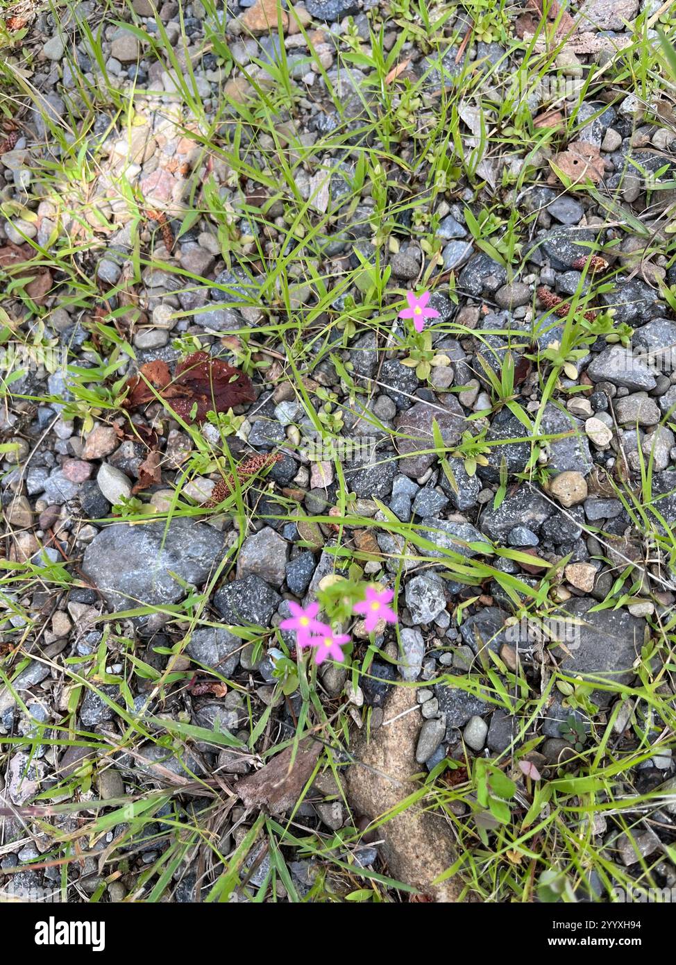 Lesser Centaury (Centaurium pulchellum Stock Photo - Alamy
