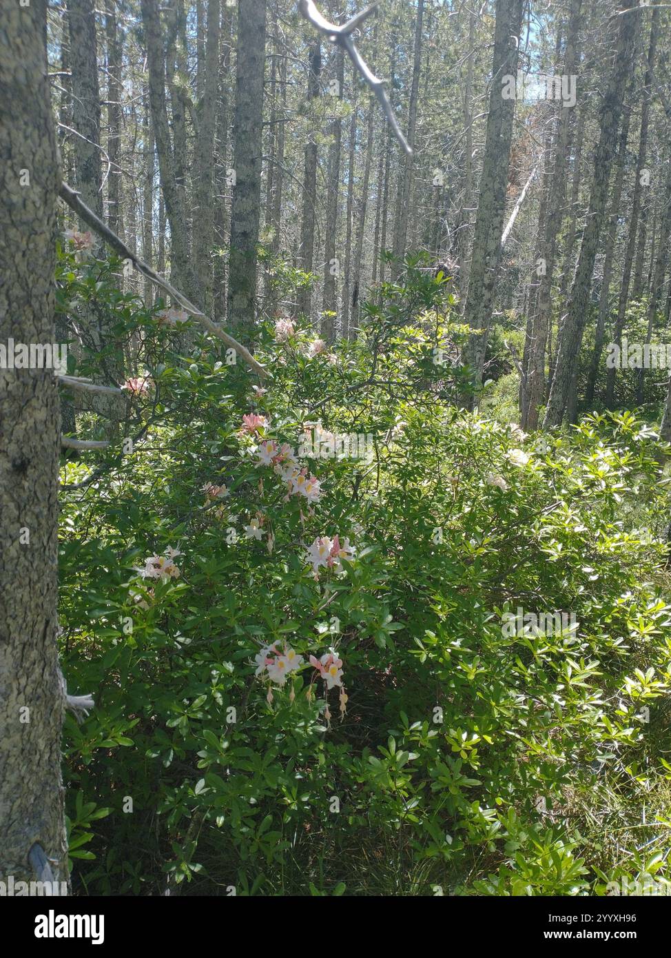 western azalea (Rhododendron occidentale Stock Photo - Alamy