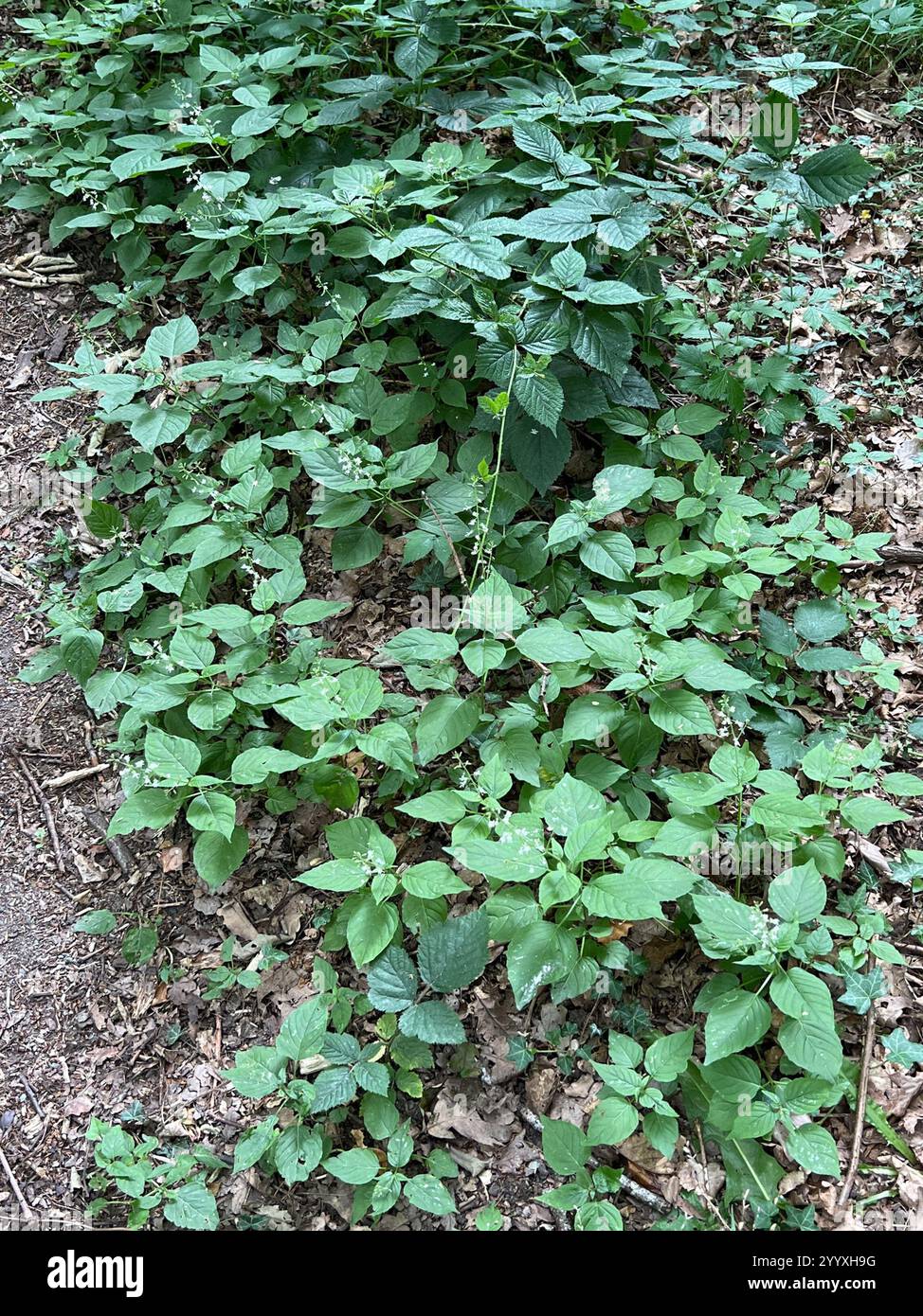 enchanter's-nightshade (Circaea lutetiana Stock Photo - Alamy