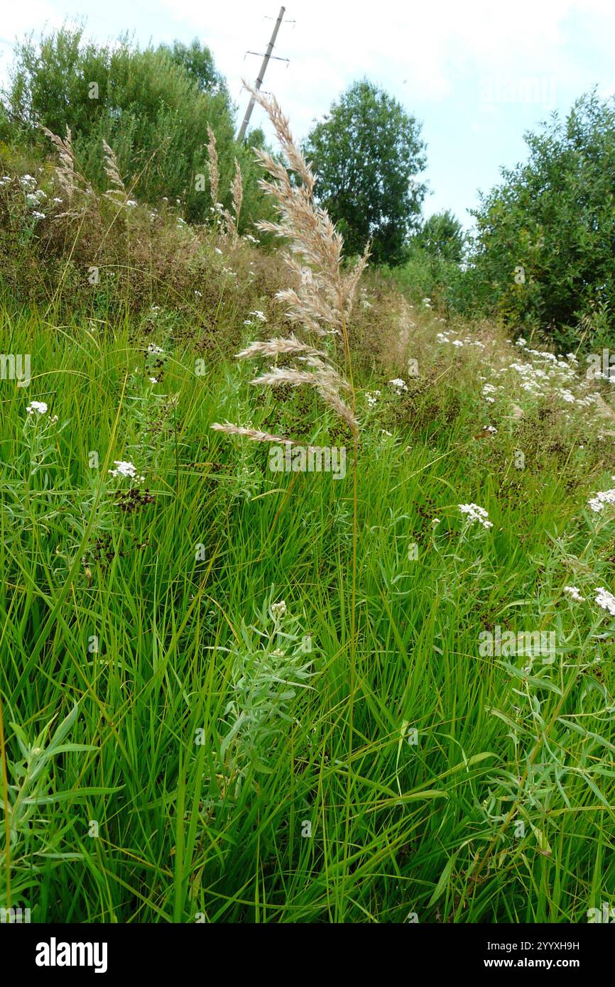 Purple Small-reed (Calamagrostis canescens Stock Photo - Alamy