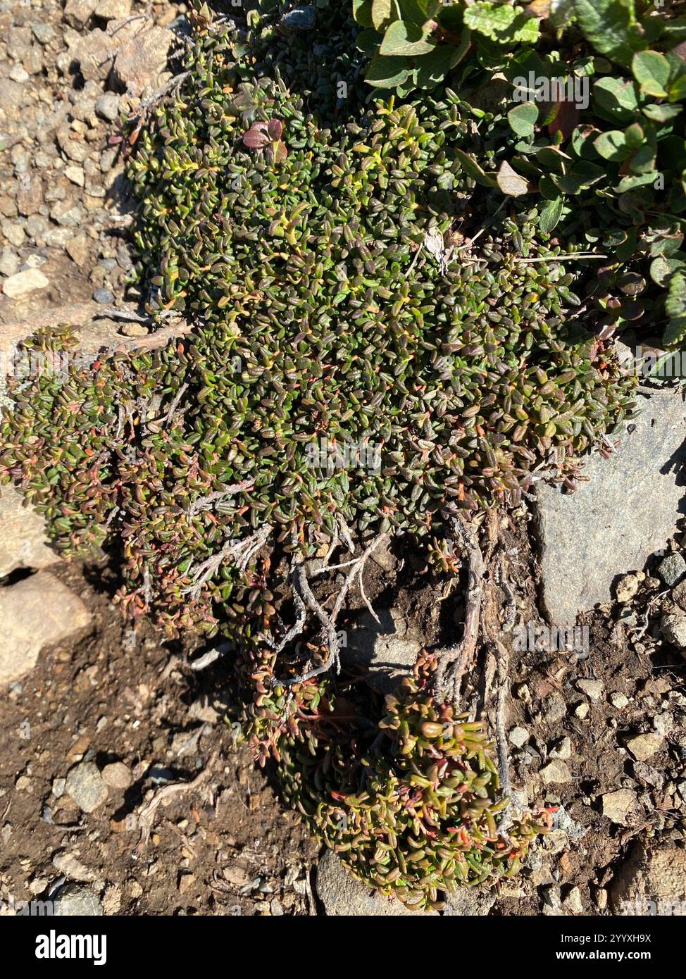 alpine azalea (Kalmia procumbens Stock Photo - Alamy