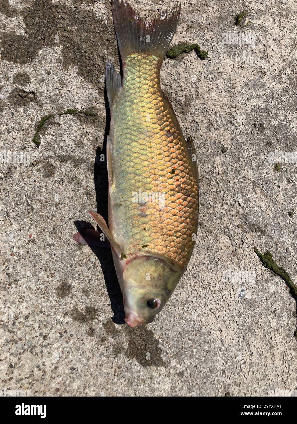Smallmouth buffalo hi-res stock photography and images - Alamy