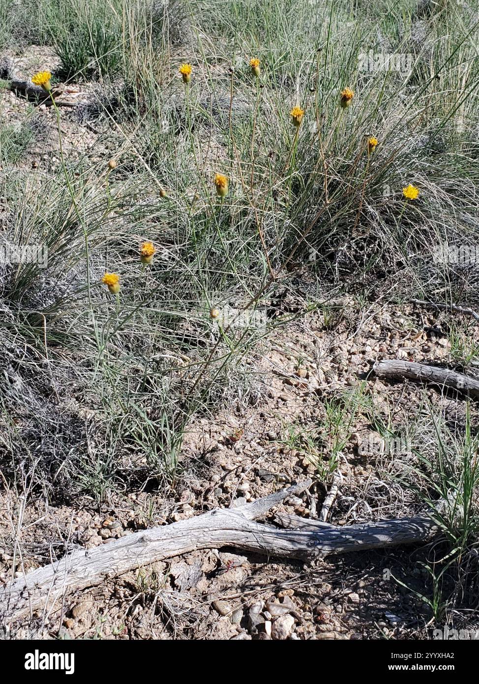 Rayless Greenthread (Thelesperma megapotamicum Stock Photo - Alamy