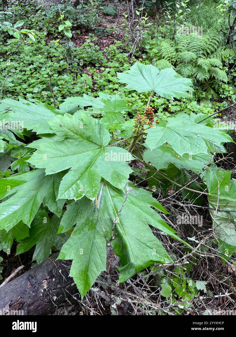 Devil's Club (Oplopanax horridus Stock Photo - Alamy
