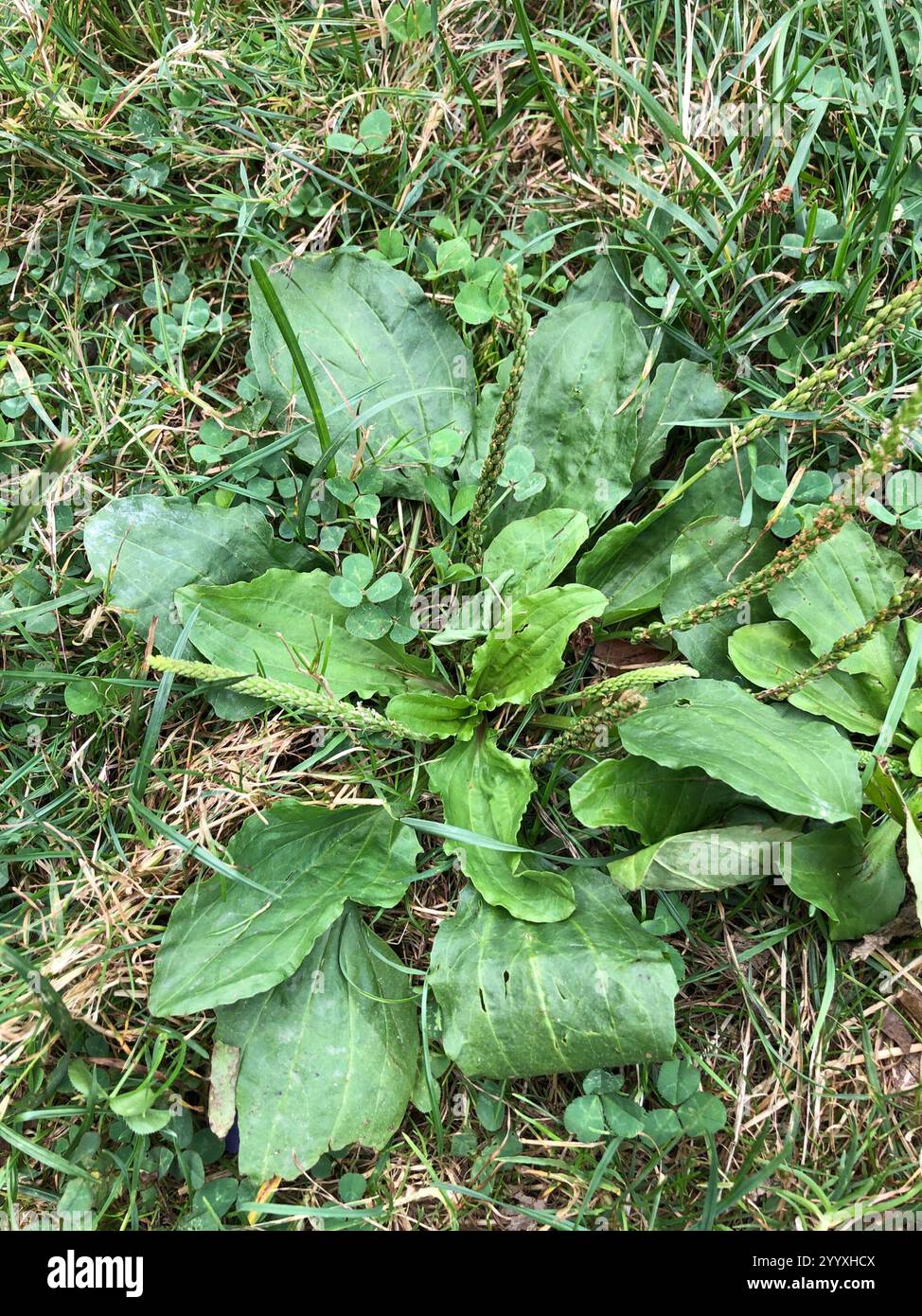 American plantain (Plantago rugelii Stock Photo - Alamy