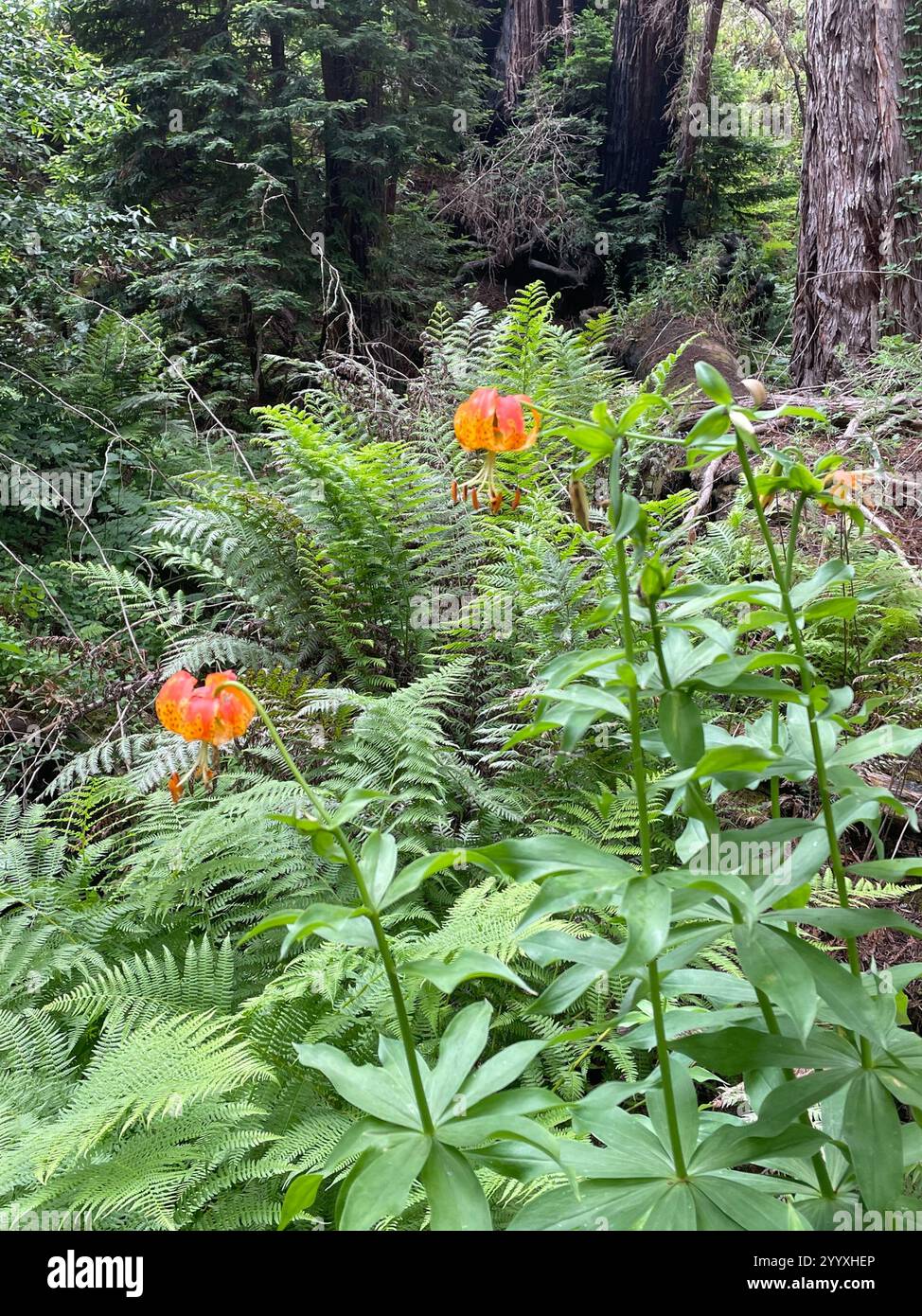 Leopard Lily (Lilium pardalinum Stock Photo - Alamy