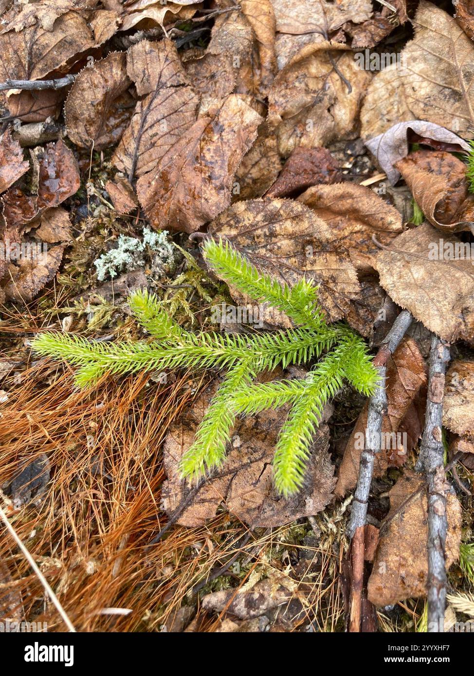 arctic stag's-horn clubmoss (Lycopodium lagopus Stock Photo - Alamy