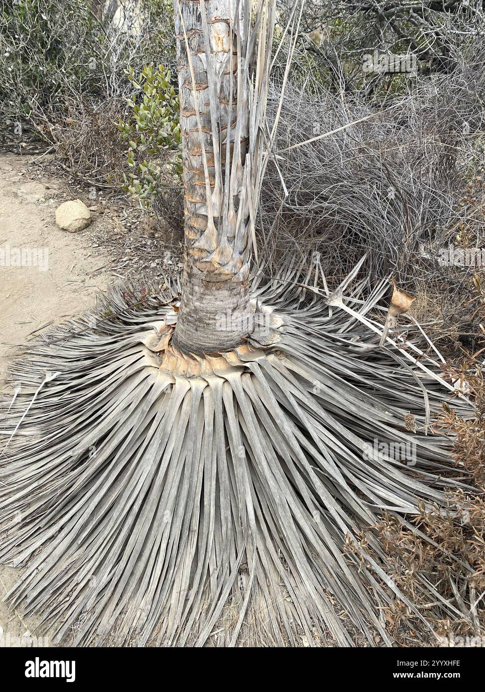 chaparral yucca (Hesperoyucca whipplei Stock Photo - Alamy