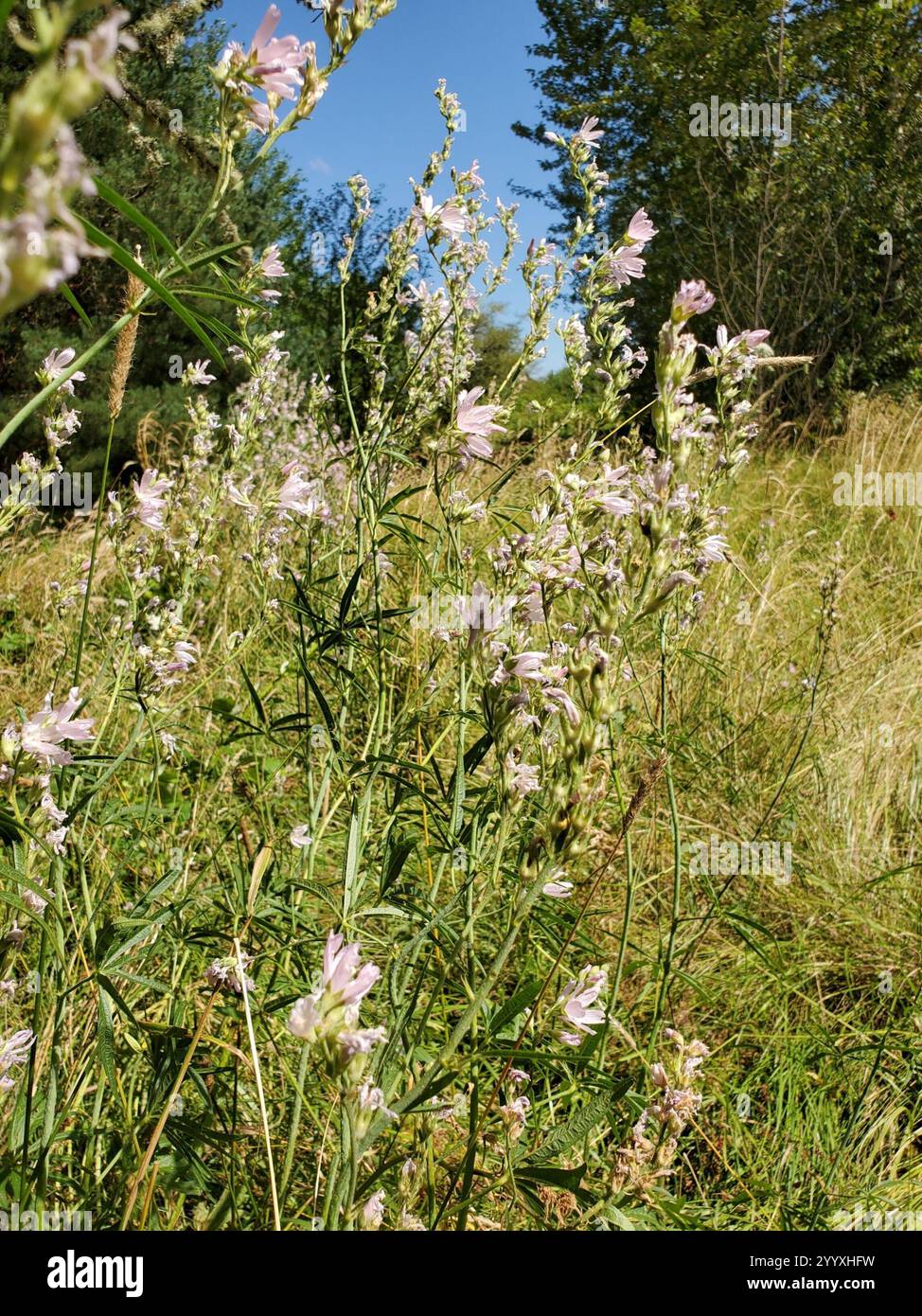 Meadow checker mallow hi-res stock photography and images - Alamy
