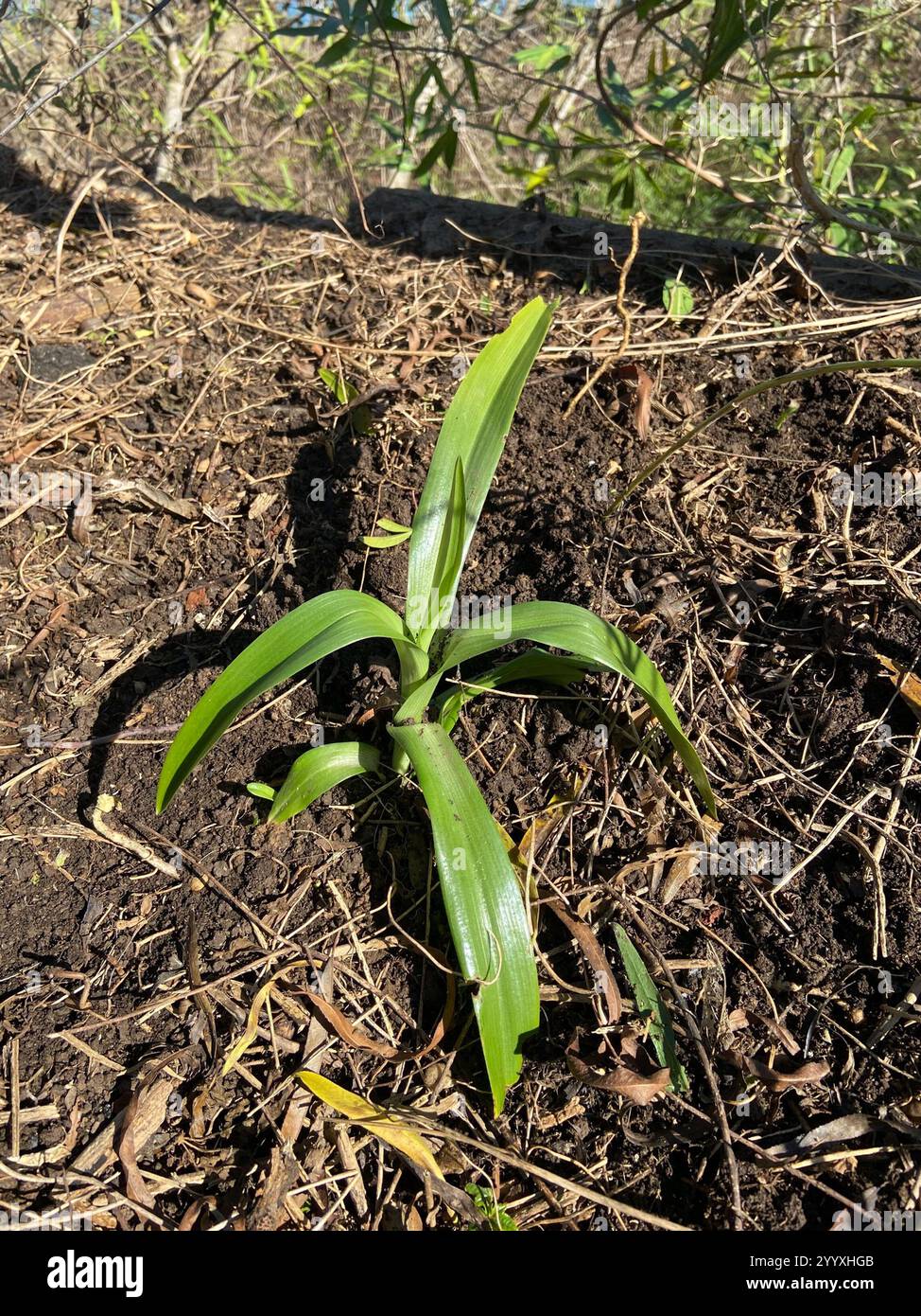 Chloraea membranacea hi-res stock photography and images - Alamy