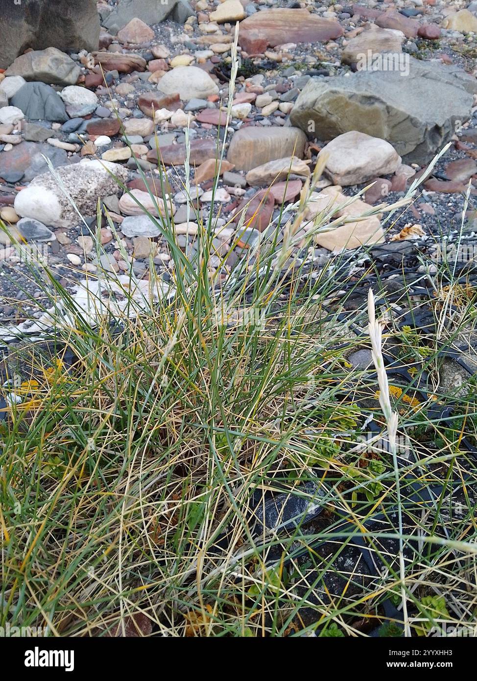 Sand Couch-grass (Elymus farctus Stock Photo - Alamy