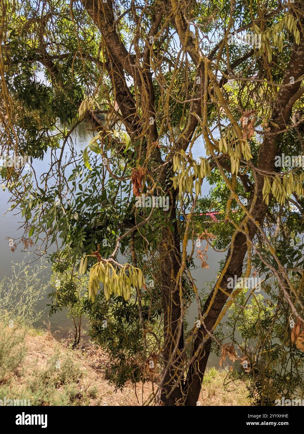 Narrow leaved ash hi-res stock photography and images - Alamy
