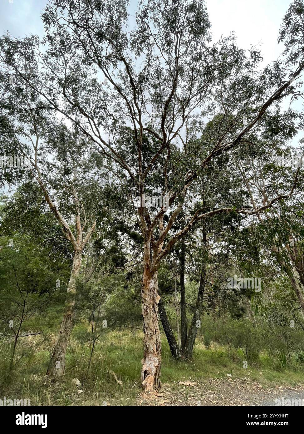 Broad-leaved paperbark (Melaleuca quinquenervia Stock Photo - Alamy