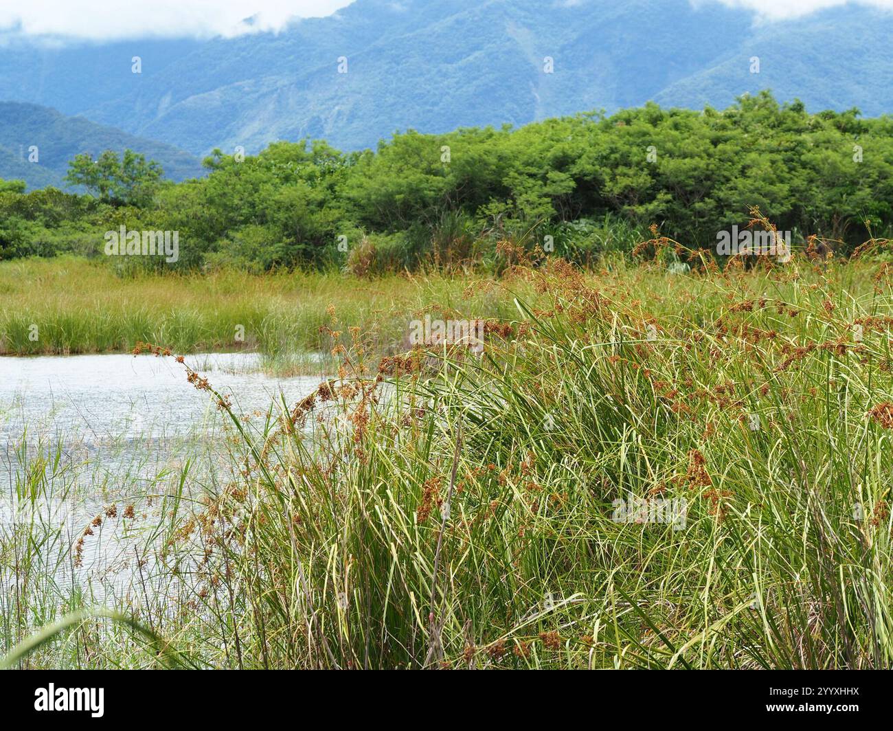 (Cladium mariscus mariscus Stock Photo - Alamy