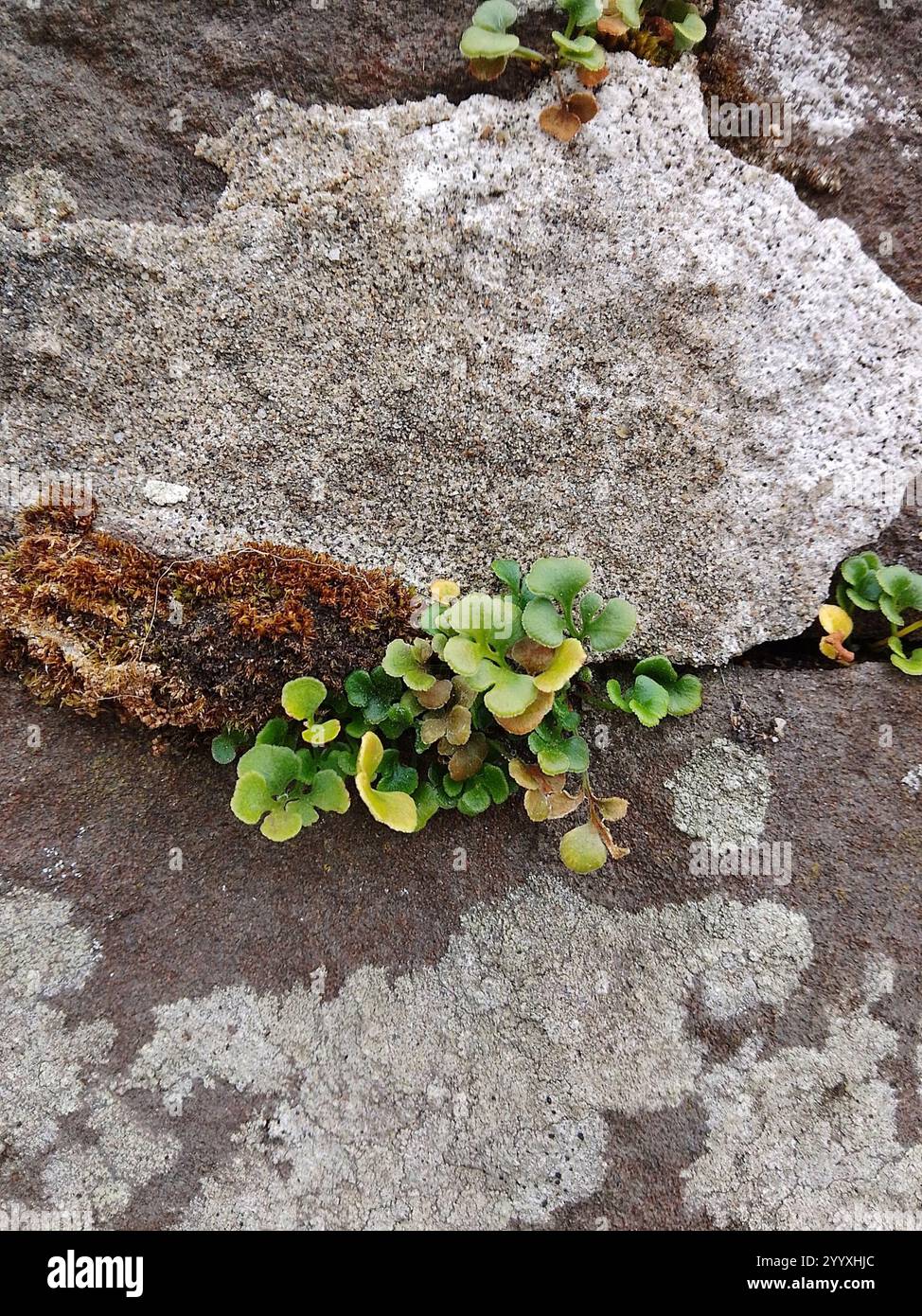 wall-rue (Asplenium ruta-muraria Stock Photo - Alamy