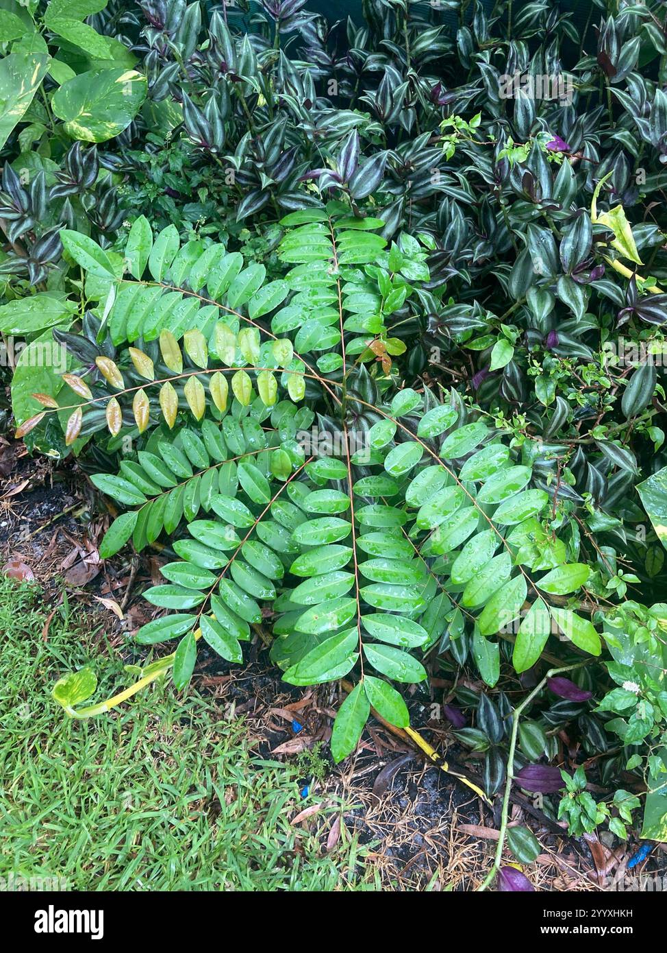 Paradise Tree (Simarouba glauca Stock Photo - Alamy