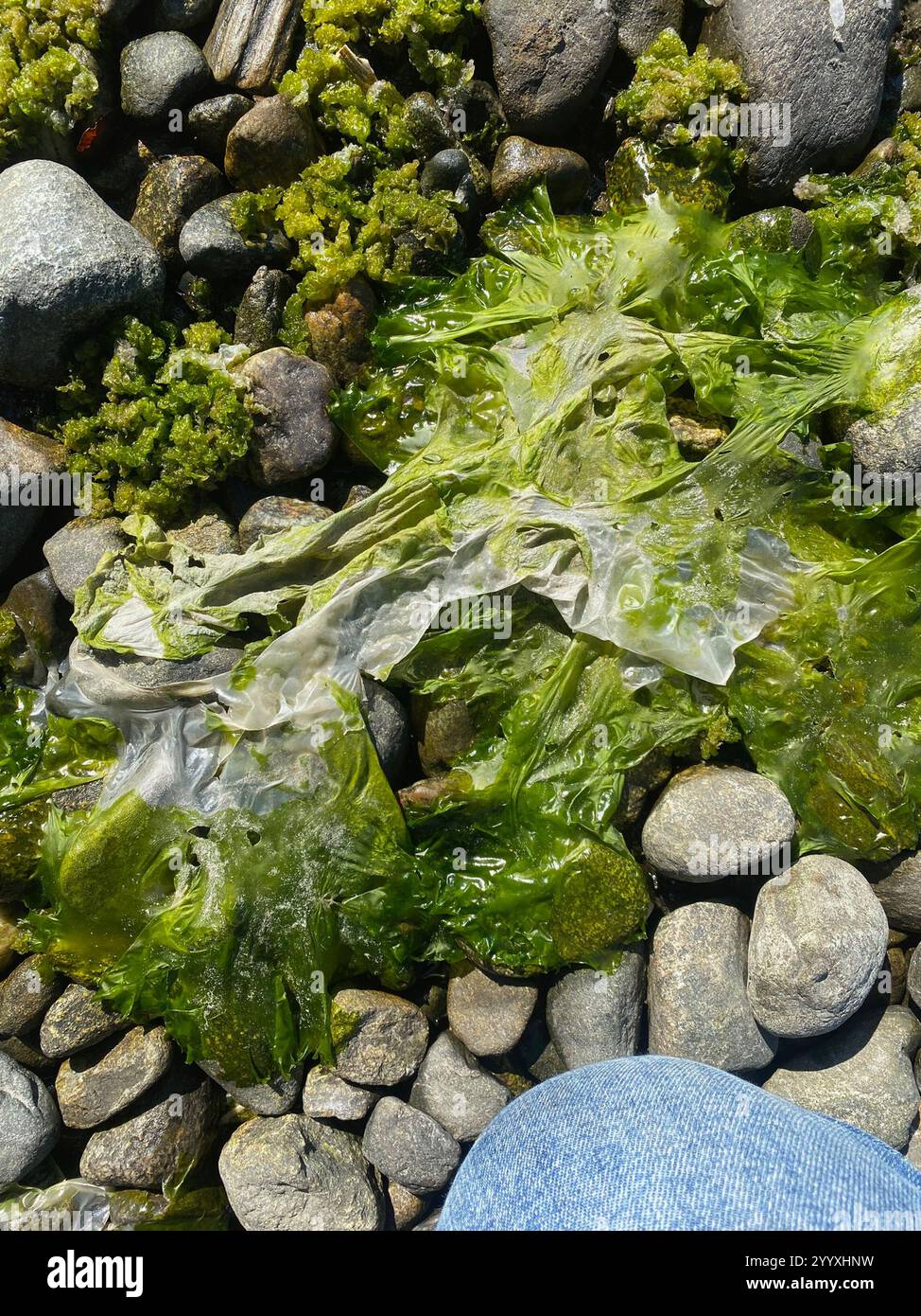 Broadleaf Sea Lettuce (Ulva lactuca Stock Photo - Alamy