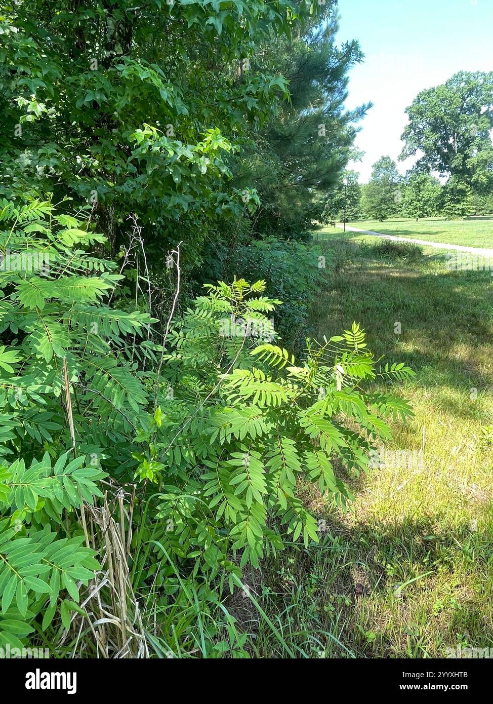 American senna (Senna hebecarpa Stock Photo - Alamy