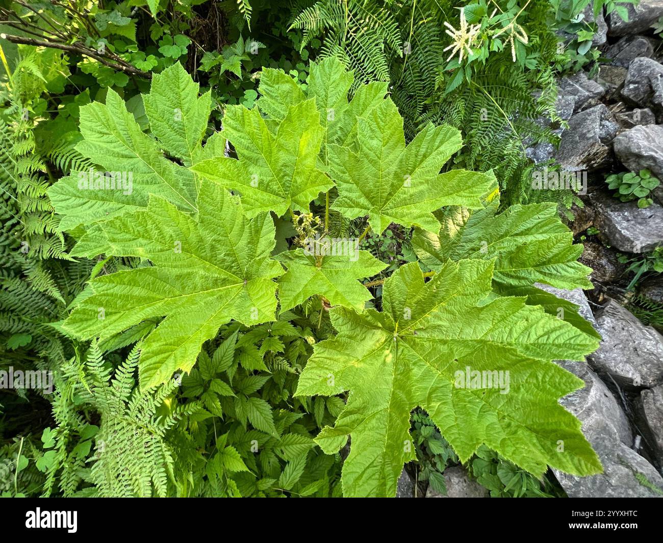 Devil's Club (Oplopanax horridus Stock Photo - Alamy