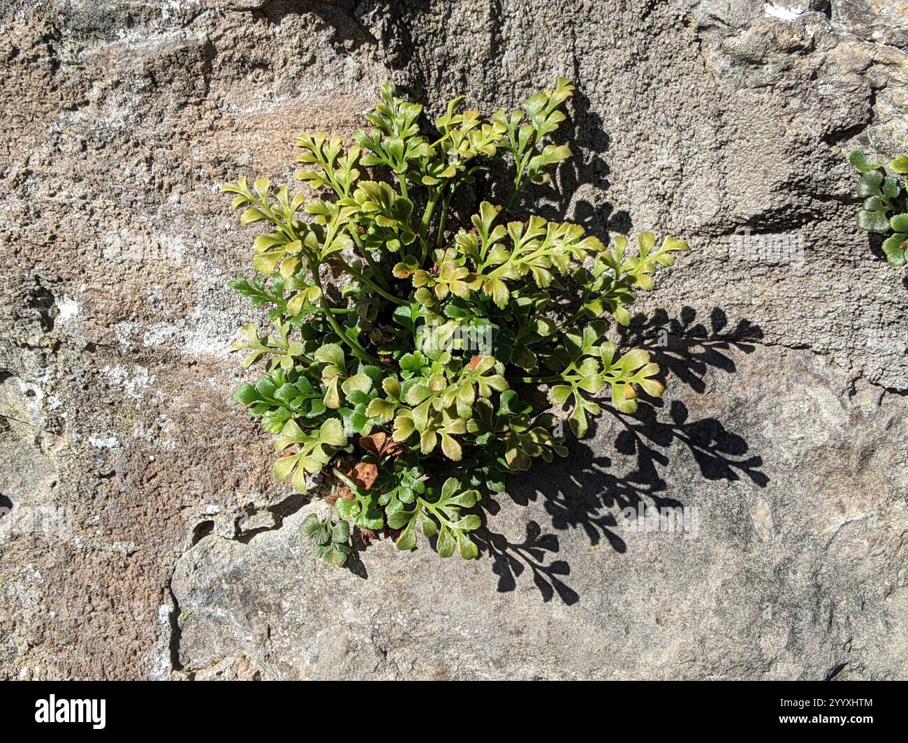 wall-rue (Asplenium ruta-muraria Stock Photo - Alamy