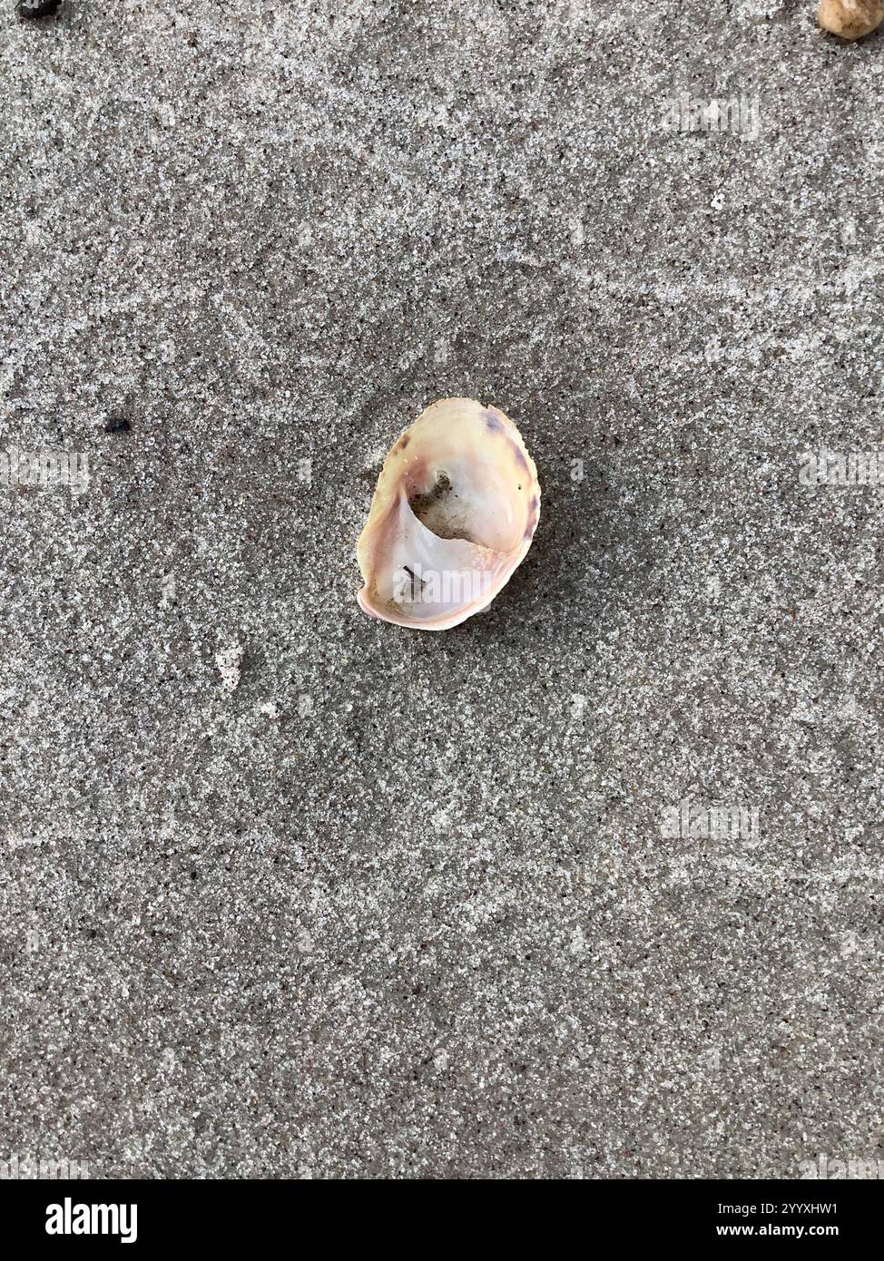 Common Atlantic Slippersnail (Crepidula fornicata Stock Photo - Alamy