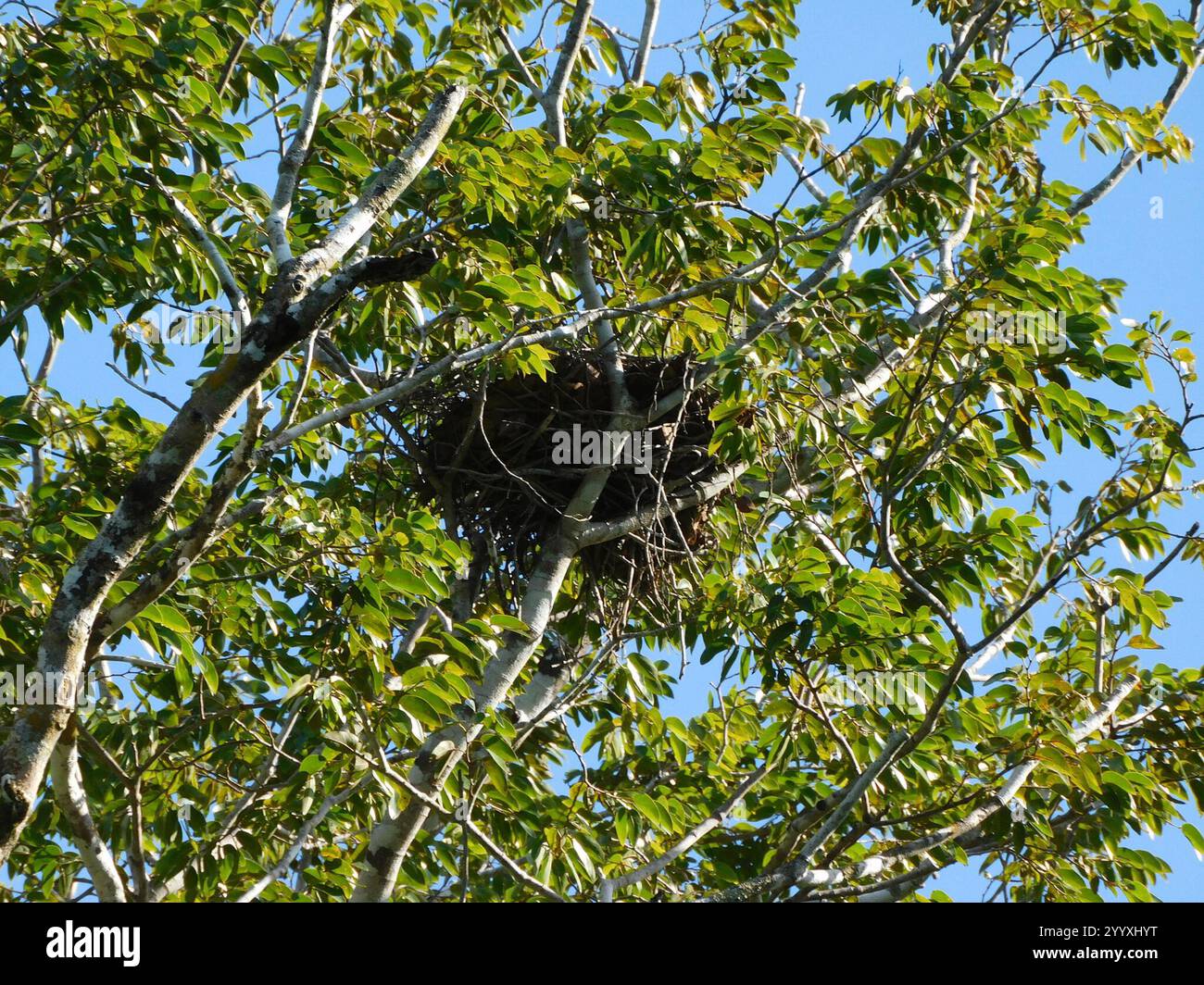 Hawks, Eagles, and Kites (Accipitridae Stock Photo - Alamy