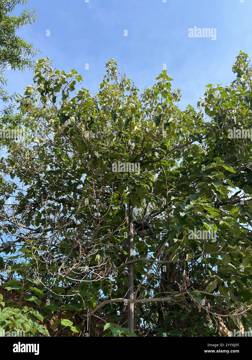 princess tree (Paulownia tomentosa Stock Photo - Alamy