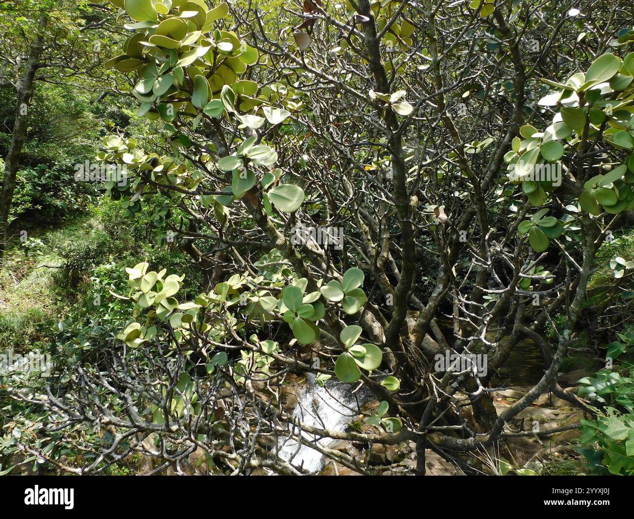 attorney trees (Clusia Stock Photo - Alamy