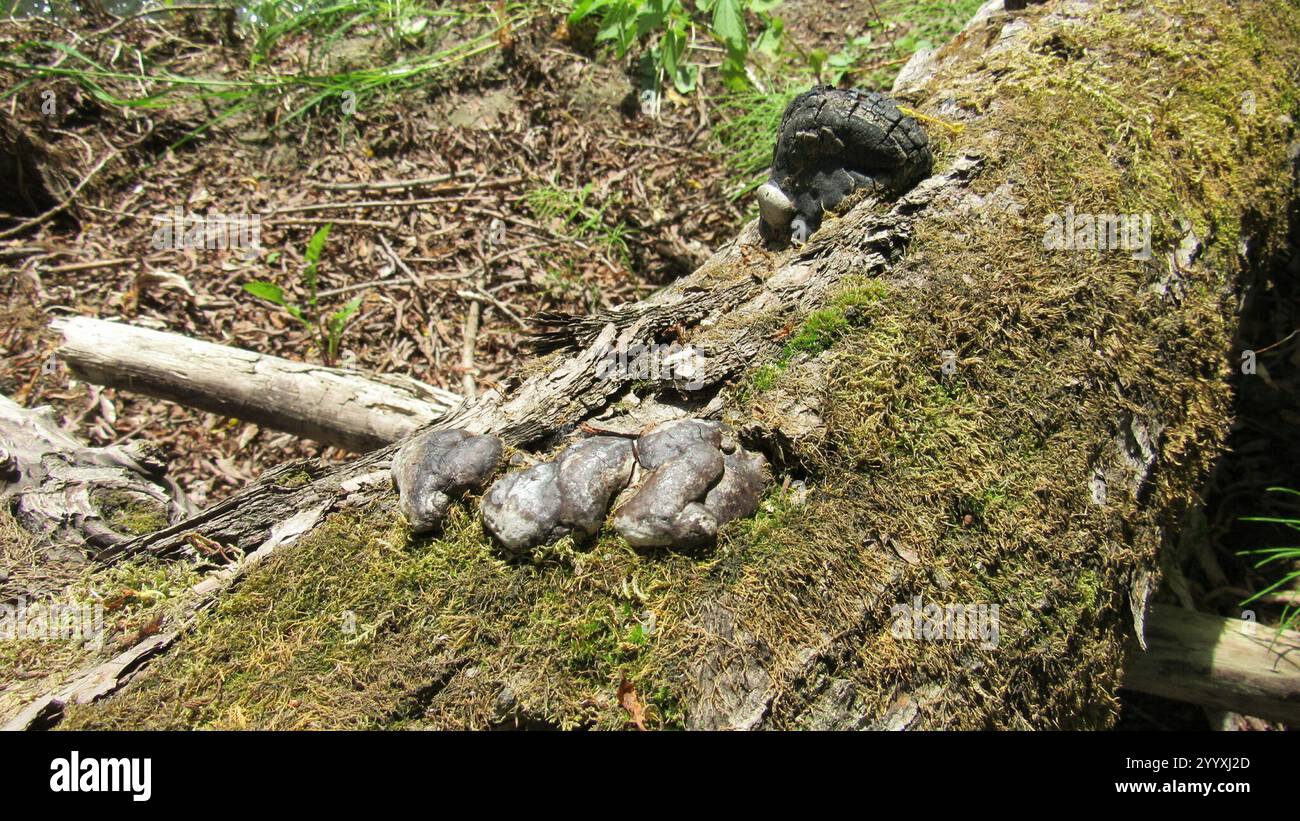 Willow Bracket (Phellinus igniarius Stock Photo - Alamy