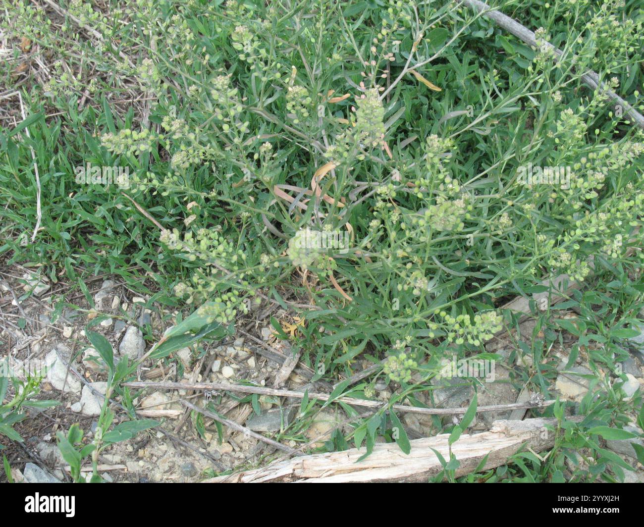 Common Peppergrass (Lepidium densiflorum Stock Photo - Alamy