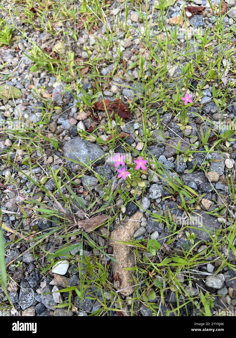 Lesser Centaury (Centaurium pulchellum Stock Photo - Alamy