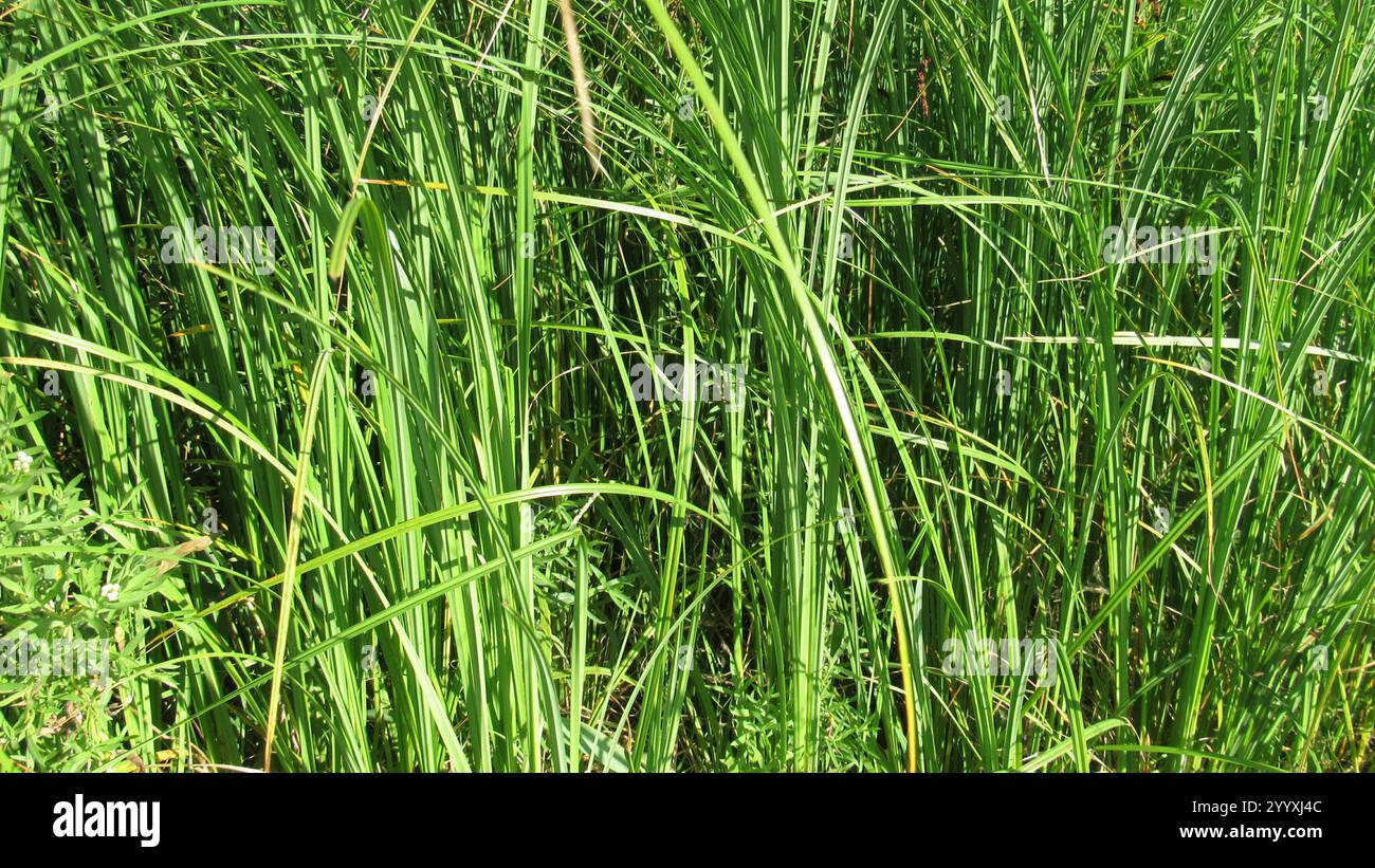 slender tufted-sedge (Carex acuta Stock Photo - Alamy