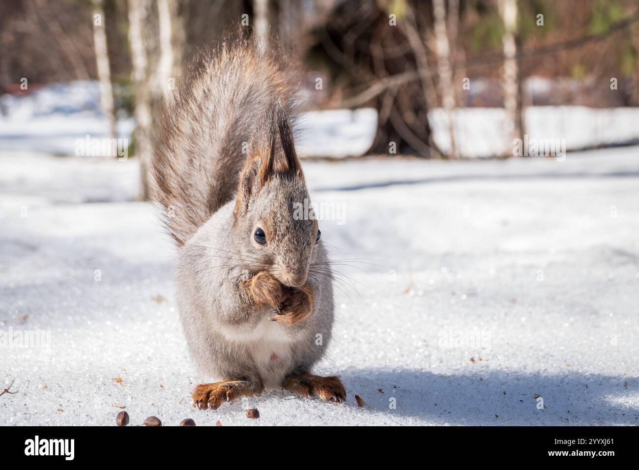 The squirrel in winter sits on white snow. Eurasian red squirrel ...