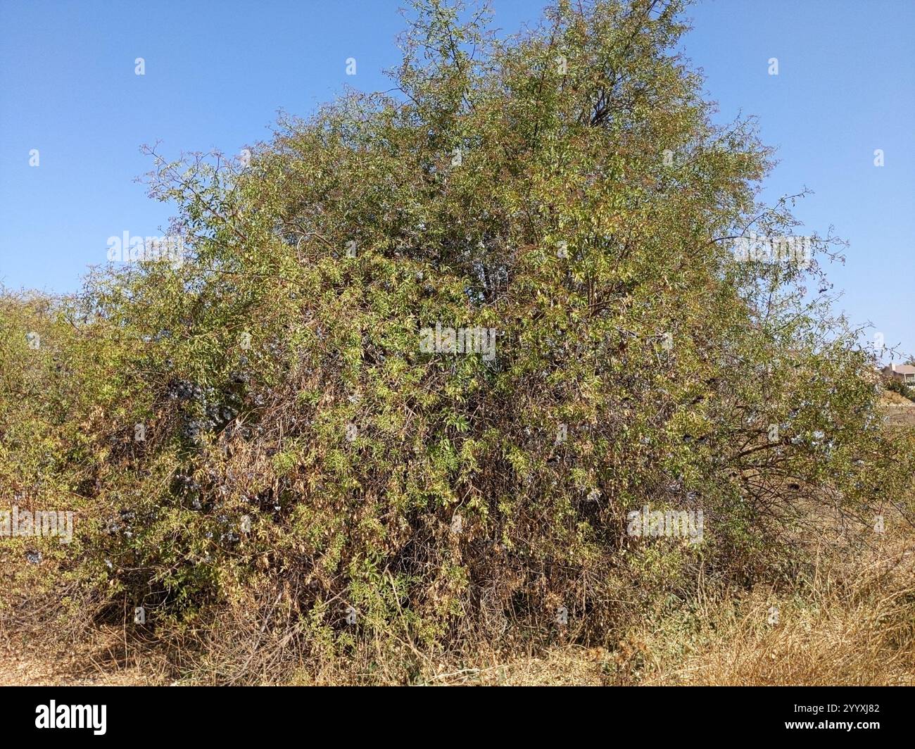 blue elder (Sambucus cerulea Stock Photo - Alamy