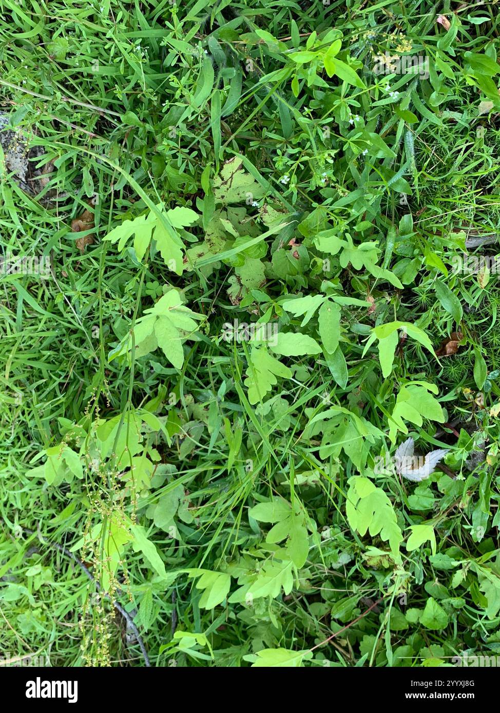 sensitive fern (Onoclea sensibilis Stock Photo - Alamy