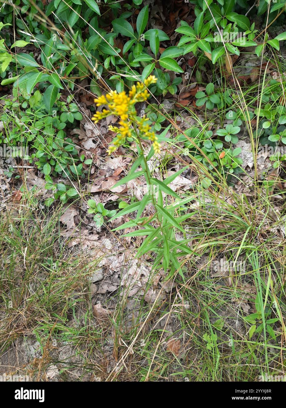 early goldenrod (Solidago juncea Stock Photo - Alamy