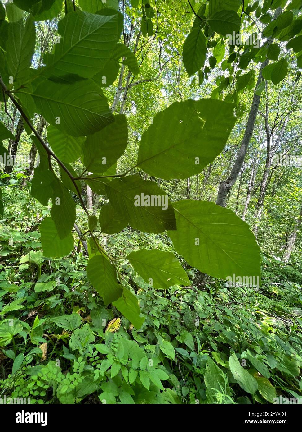 smooth alder (Alnus serrulata Stock Photo - Alamy