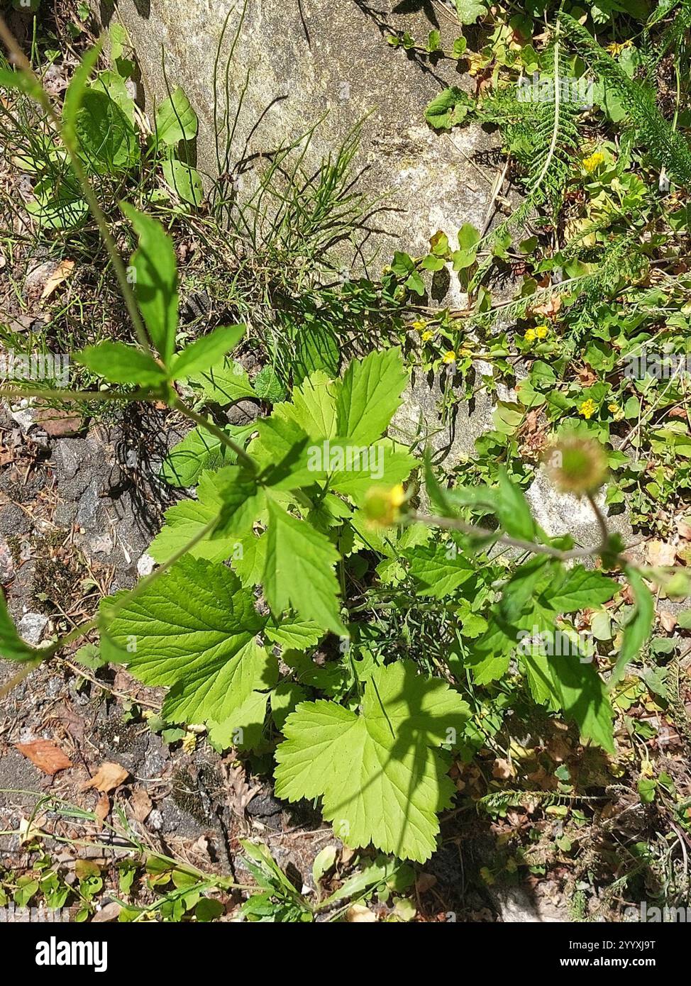 Yellow Avens (Geum aleppicum Stock Photo - Alamy